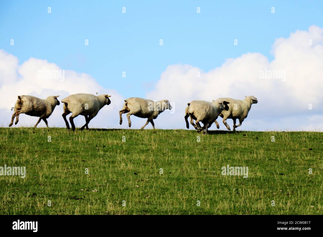 Ram running farm hi-res stock photography and images - Alamy