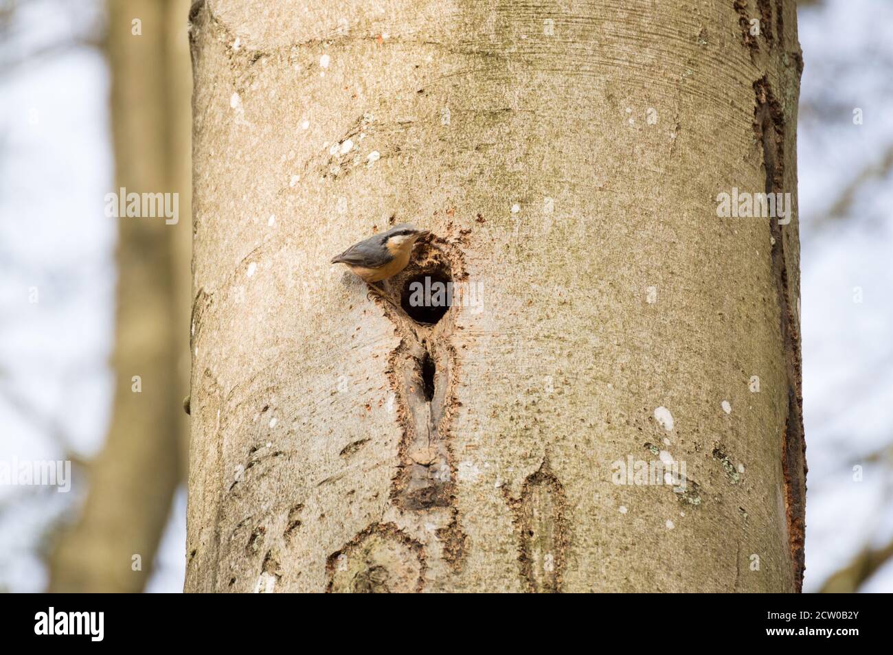 nuthatch in front of its hole in a tree Stock Photo - Alamy