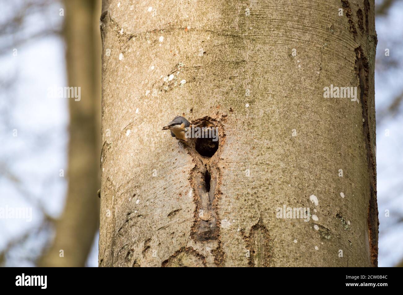 nuthatch in front of its hole in a tree Stock Photo - Alamy