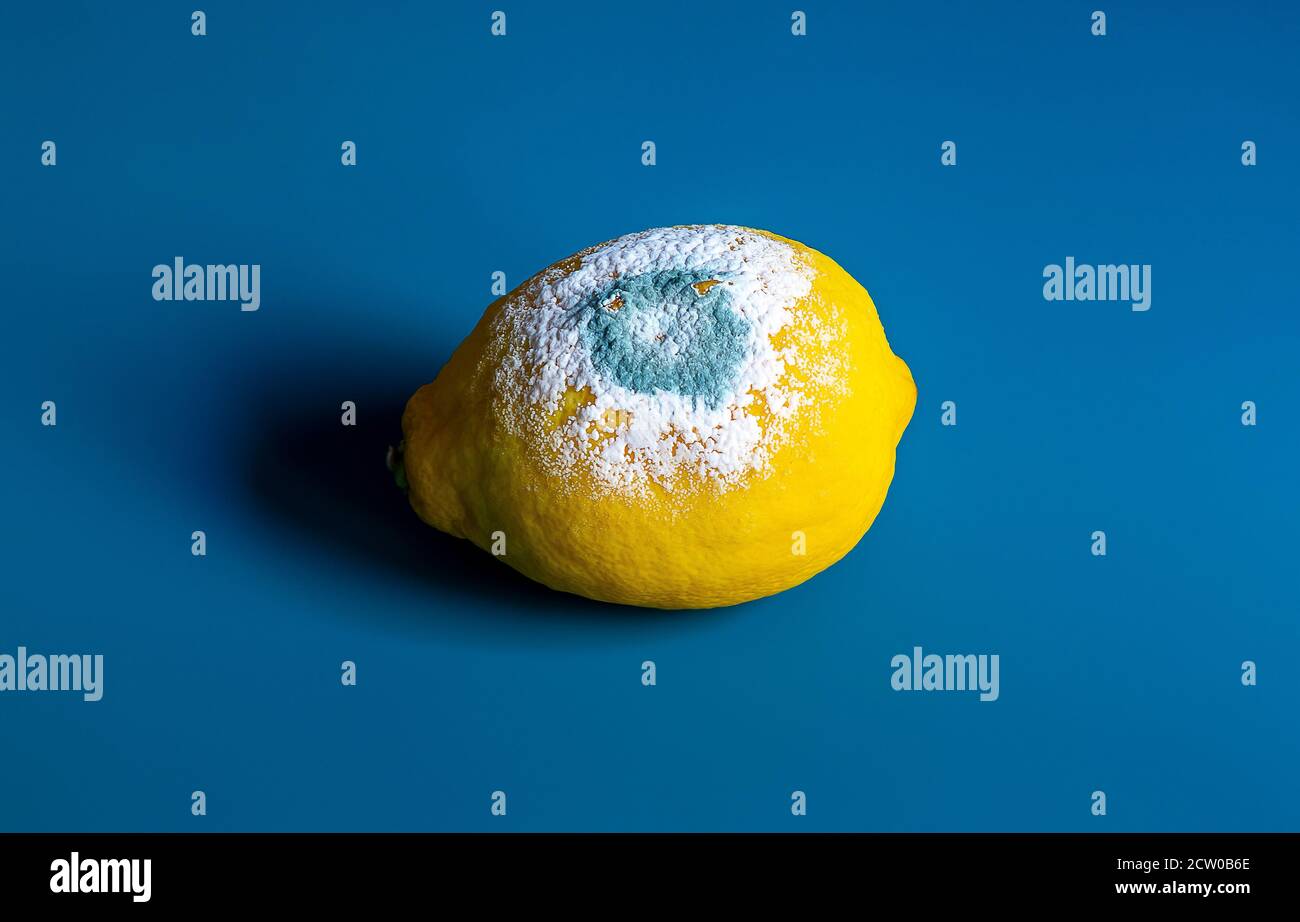 Yellow spoiled lemon with mold on a blue background Stock Photo - Alamy