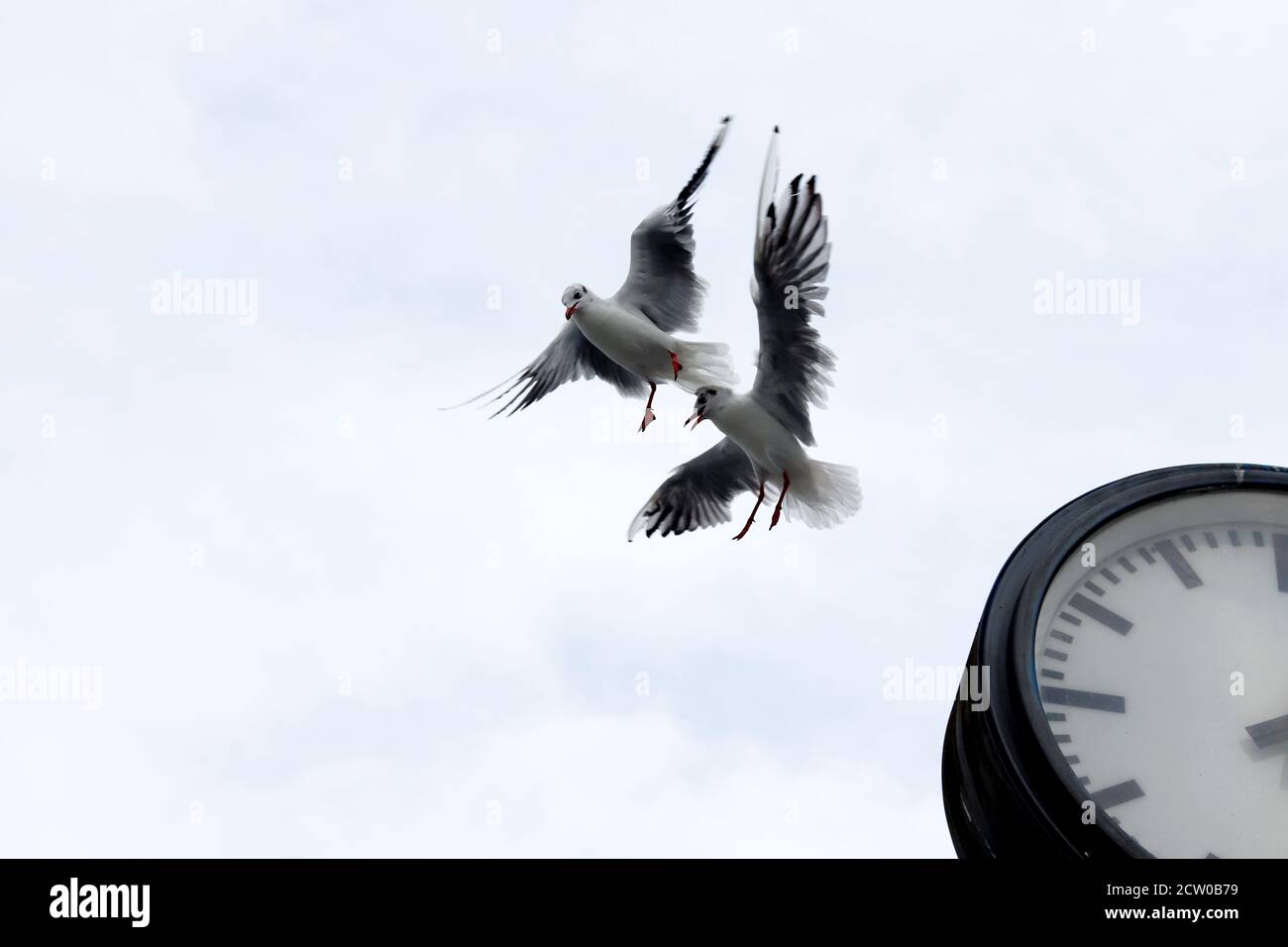 Dramatic Seagull fighting in a sky next to street clock Stock Photo - Alamy