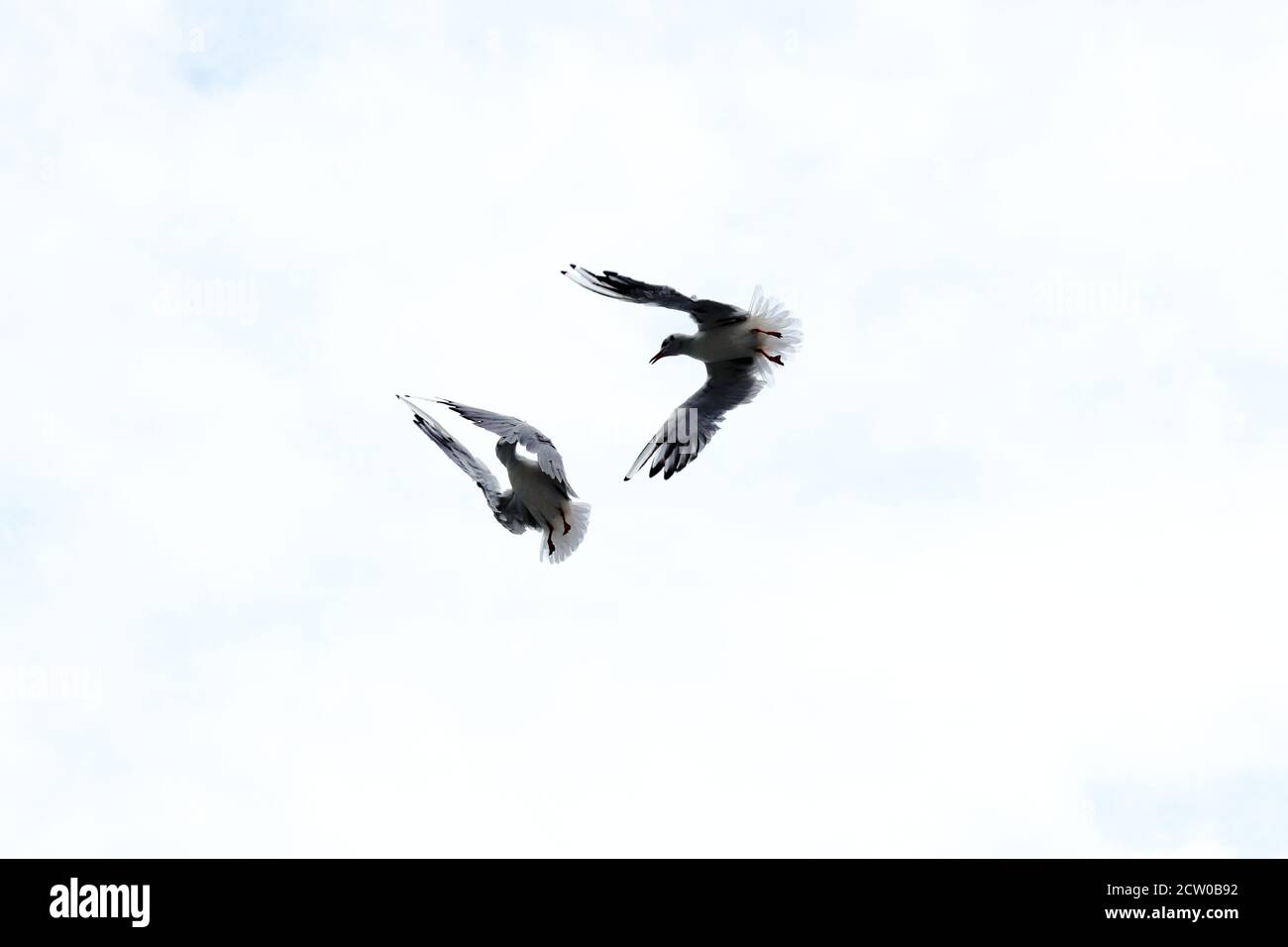 Dramatic seagull fighting in a white sky Stock Photo - Alamy