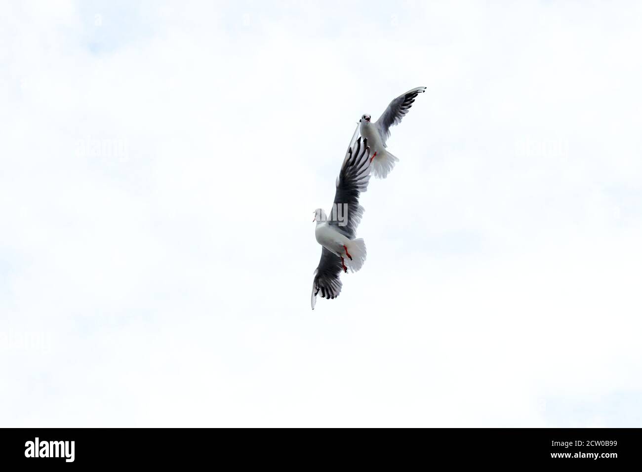 Scary seagull hi-res stock photography and images - Alamy