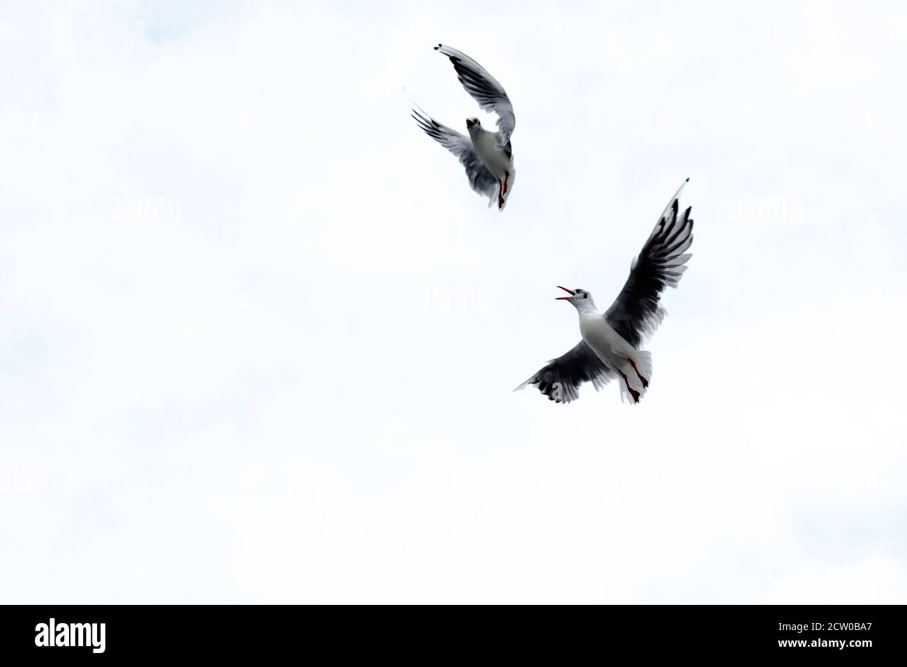 Dramatic Seagull fighting in a white sky Stock Photo - Alamy