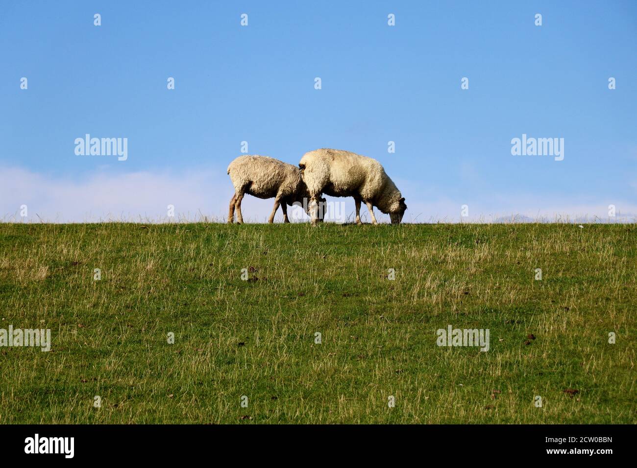 Two Sheep grazing in green pastures with sky background Stock Photo - Alamy