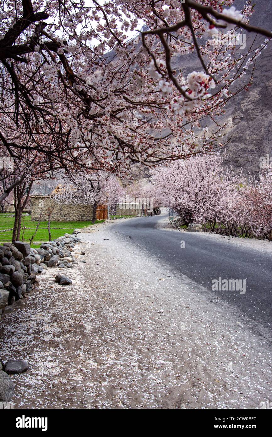 spring landscape photography of cherry blossom in northern areas of ...