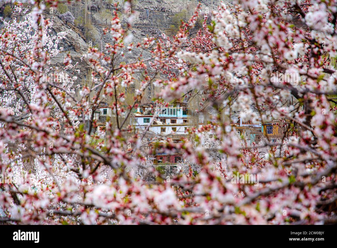 spring landscape photography of cherry blossom in northern areas of ...
