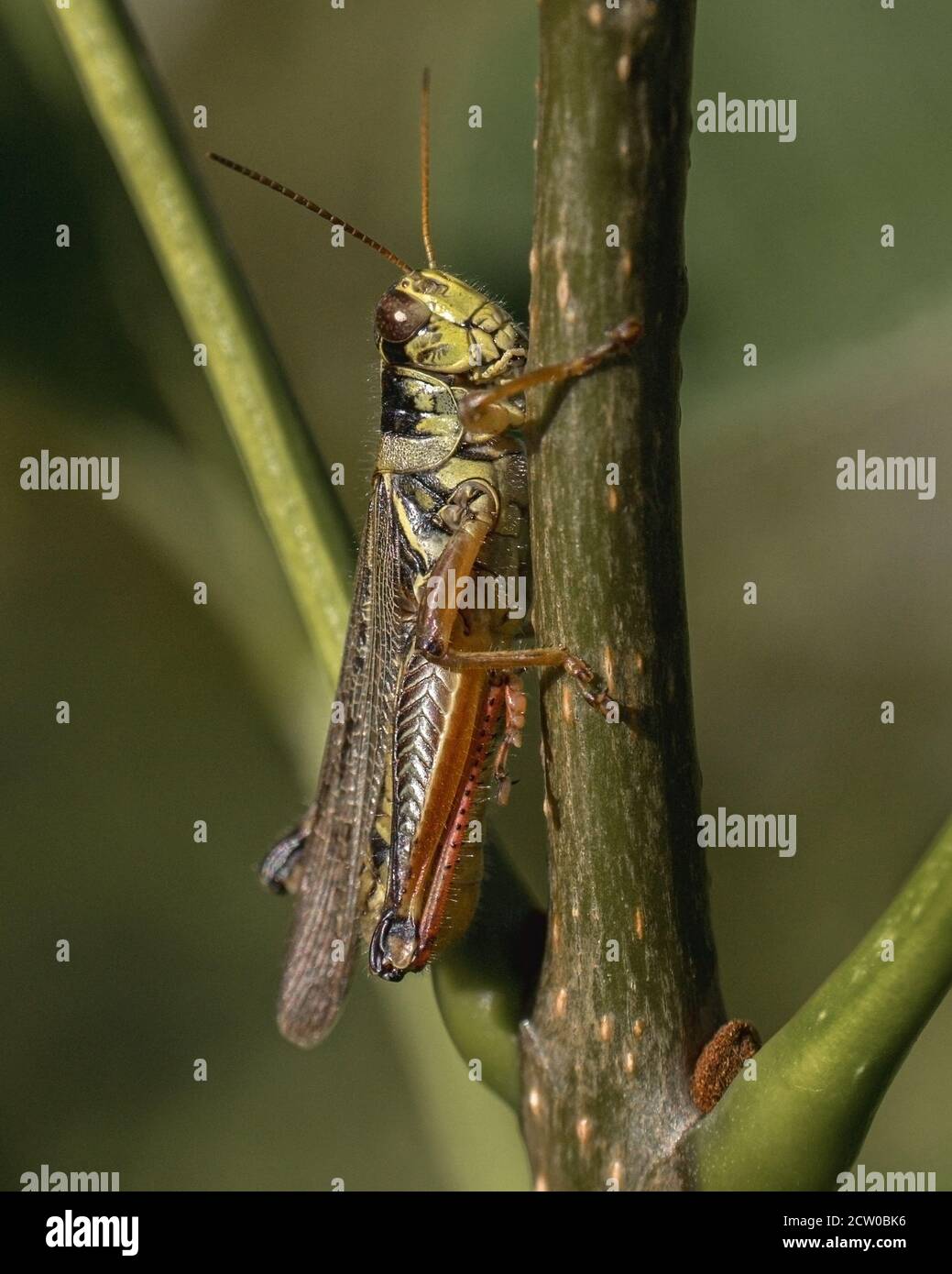 Locust face hi-res stock photography and images - Alamy
