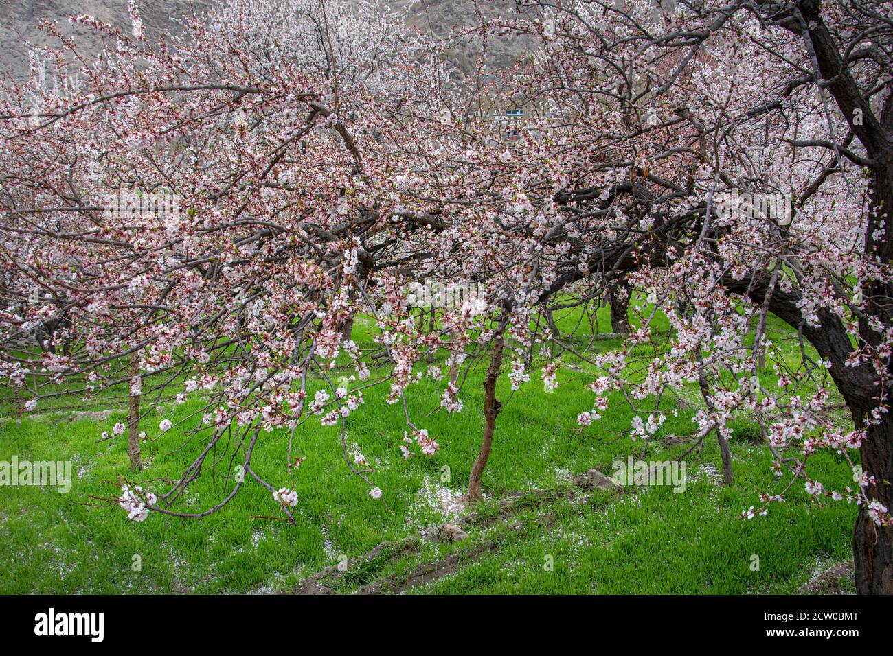 spring landscape photography of cherry blossom in northern areas of ...
