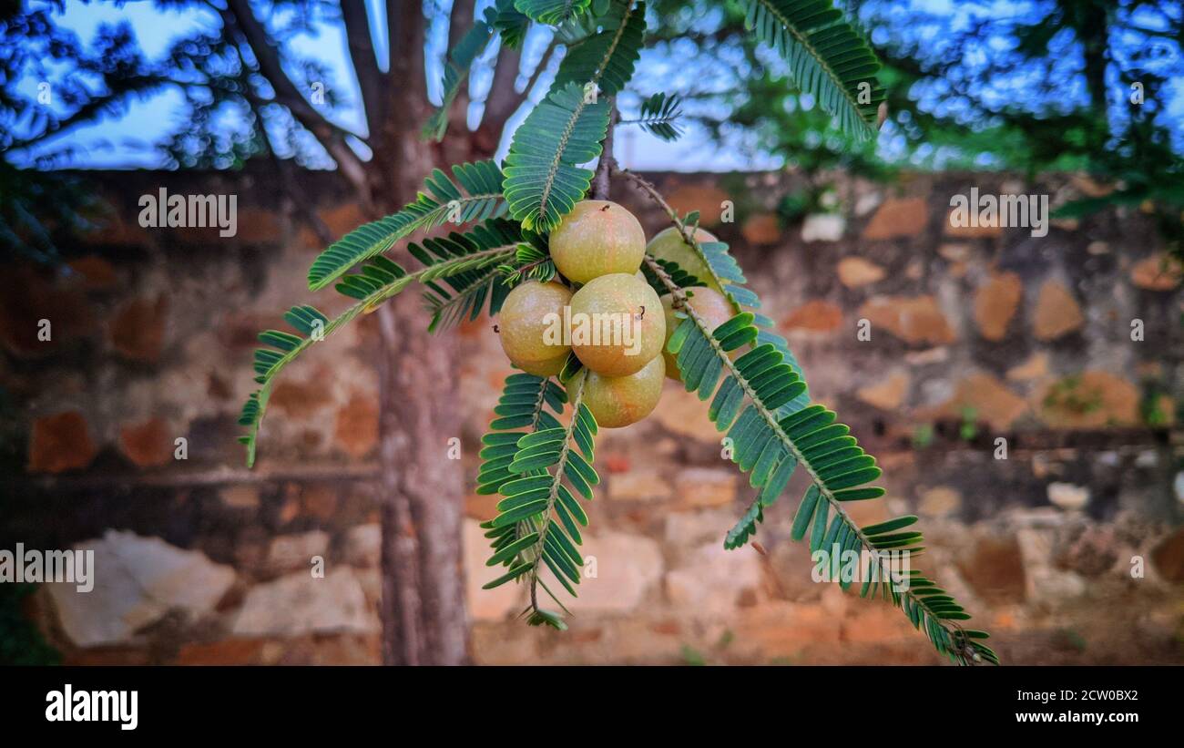 Ripe fruits of Phyllanthus emblica (also known as emblic, emblic ...