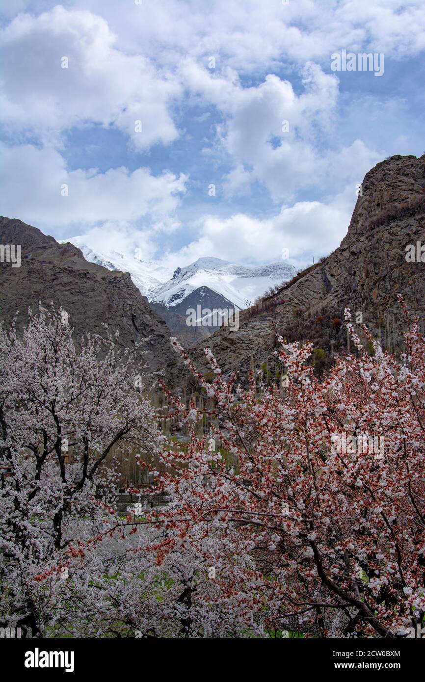 spring landscape photography of cherry blossom in northern areas of ...