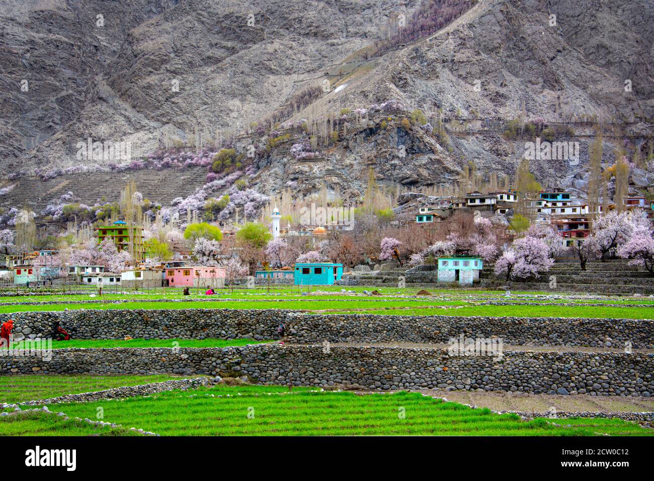 spring landscape photography of cherry blossom in northern areas of ...