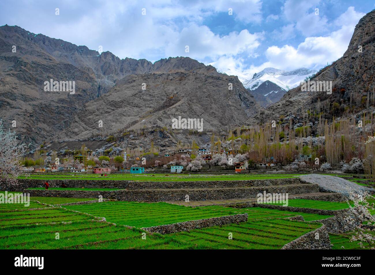 spring landscape photography of cherry blossom in northern areas of ...