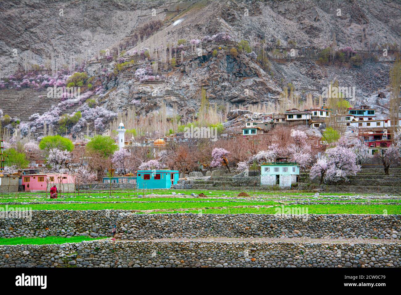 spring landscape photography of cherry blossom in northern areas of ...