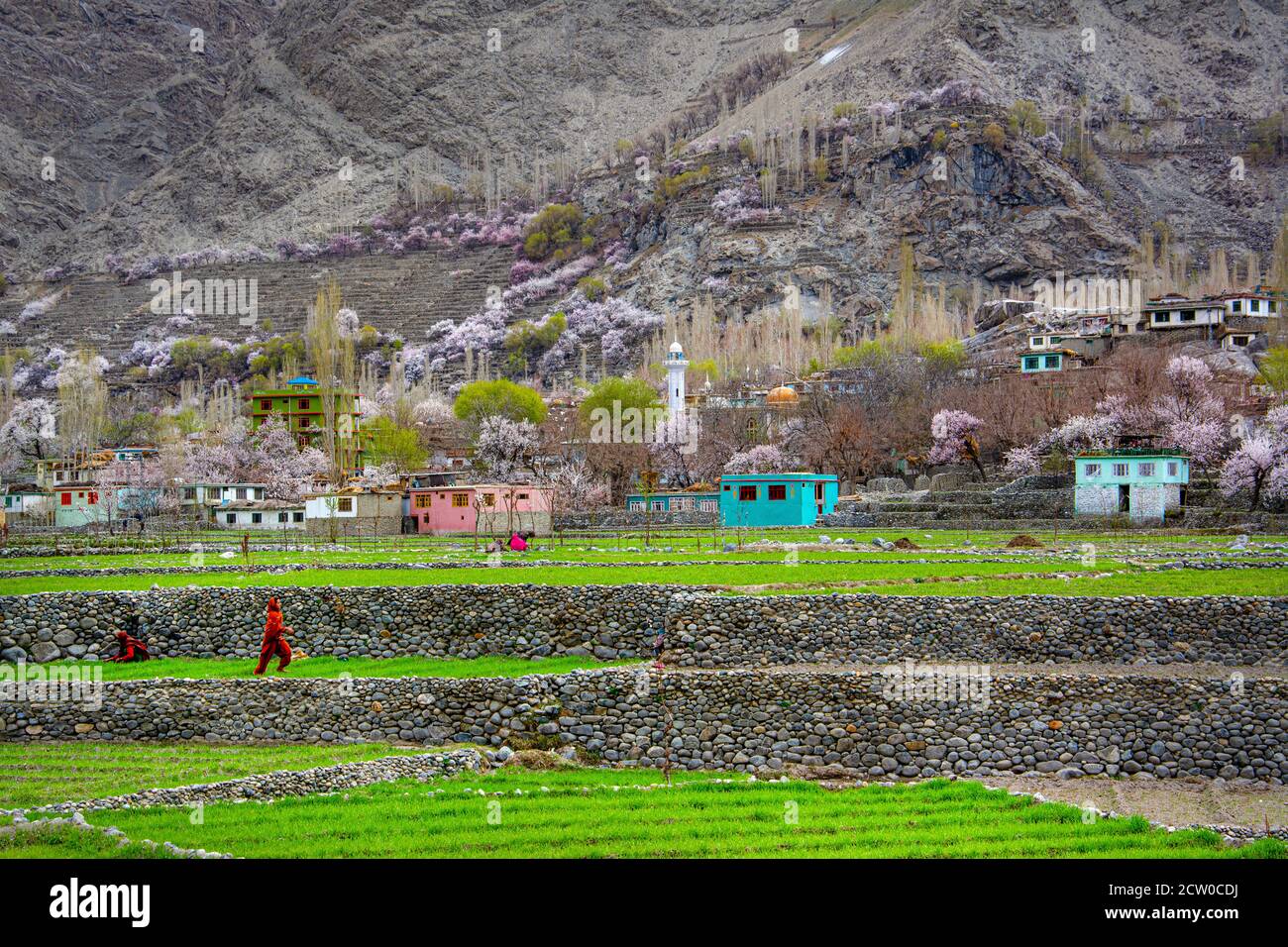 spring landscape photography of cherry blossom in northern areas of ...