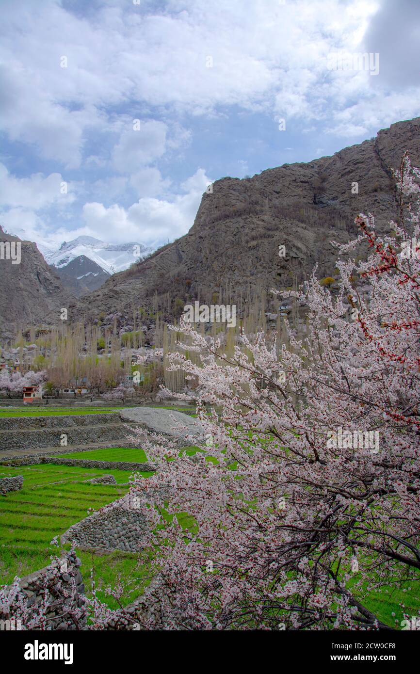 spring landscape photography of cherry blossom in northern areas of ...
