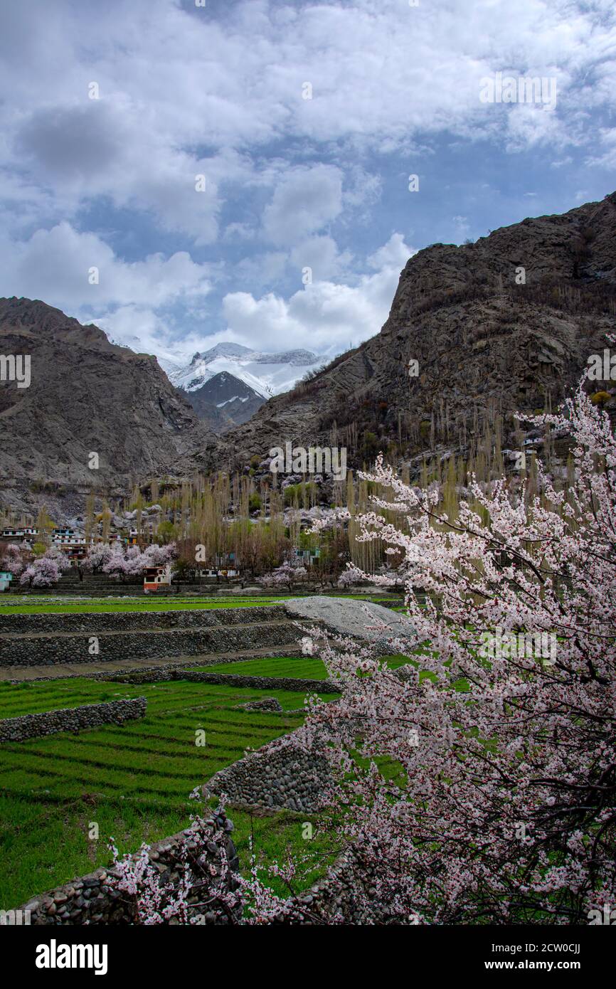 spring landscape photography of cherry blossom in northern areas of ...
