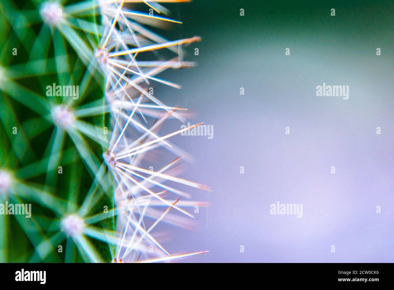 Macro closeup to the spines of a cactus with selective focus. Cactus ...