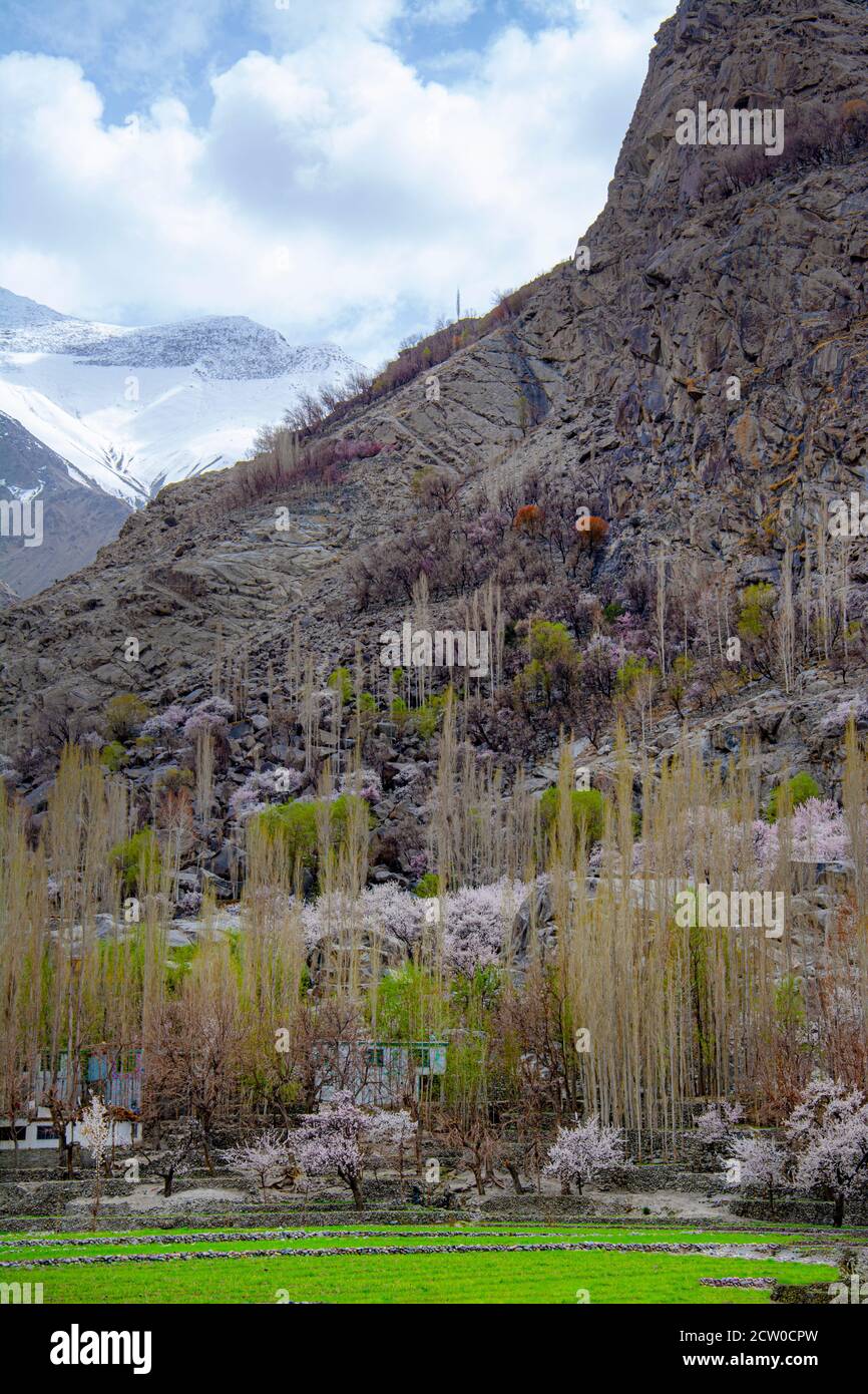 spring landscape photography of cherry blossom in northern areas of ...