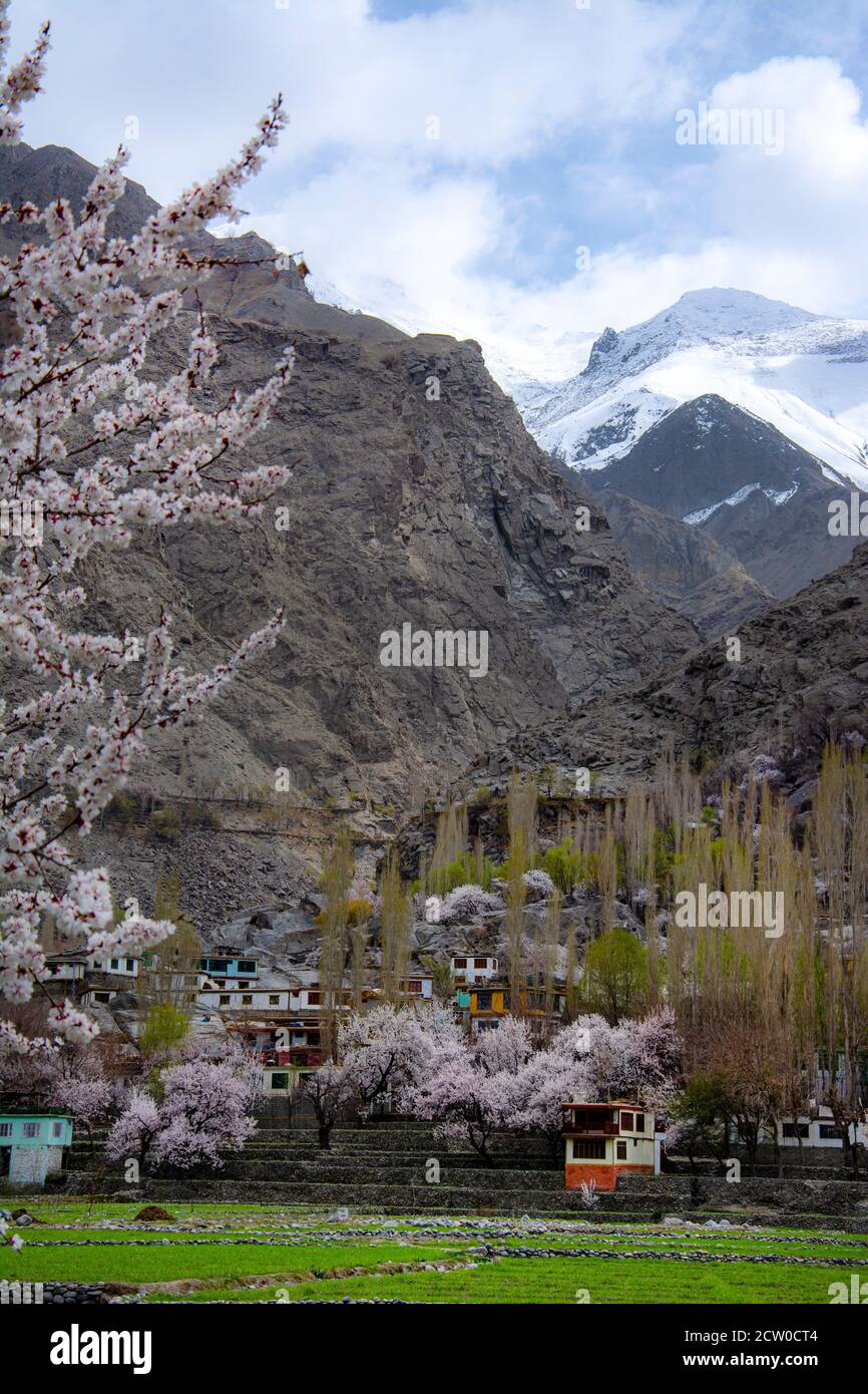 spring landscape photography of cherry blossom in northern areas of ...
