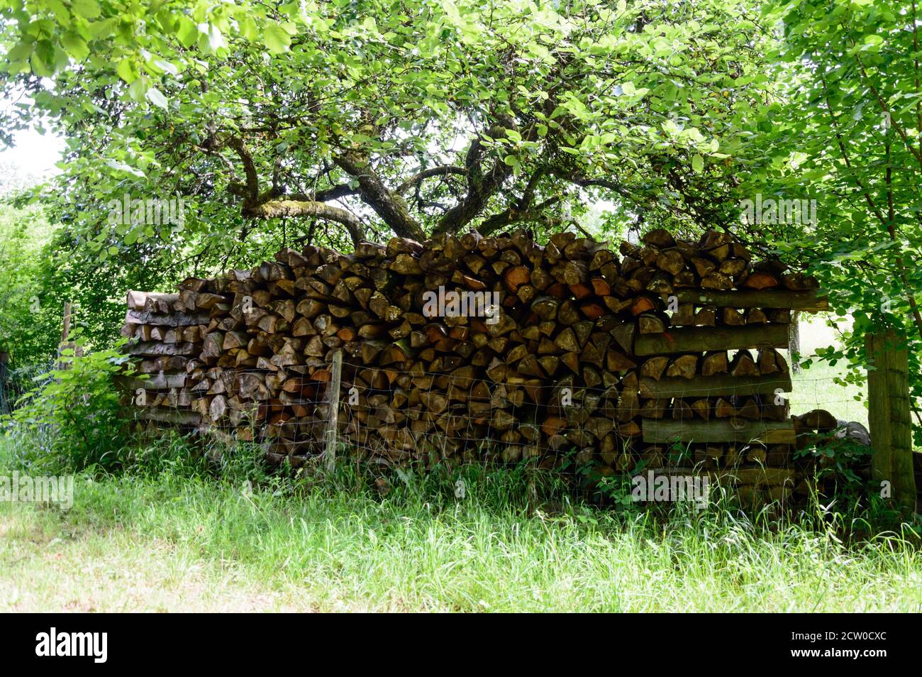 pile of wood under tree on summer meadow Stock Photo - Alamy