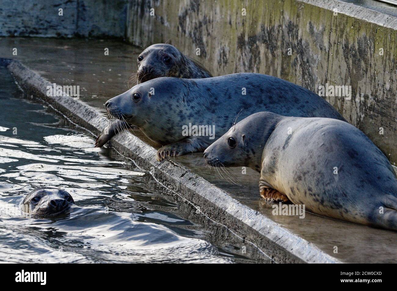 Seal in the pool hi-res stock photography and images - Alamy
