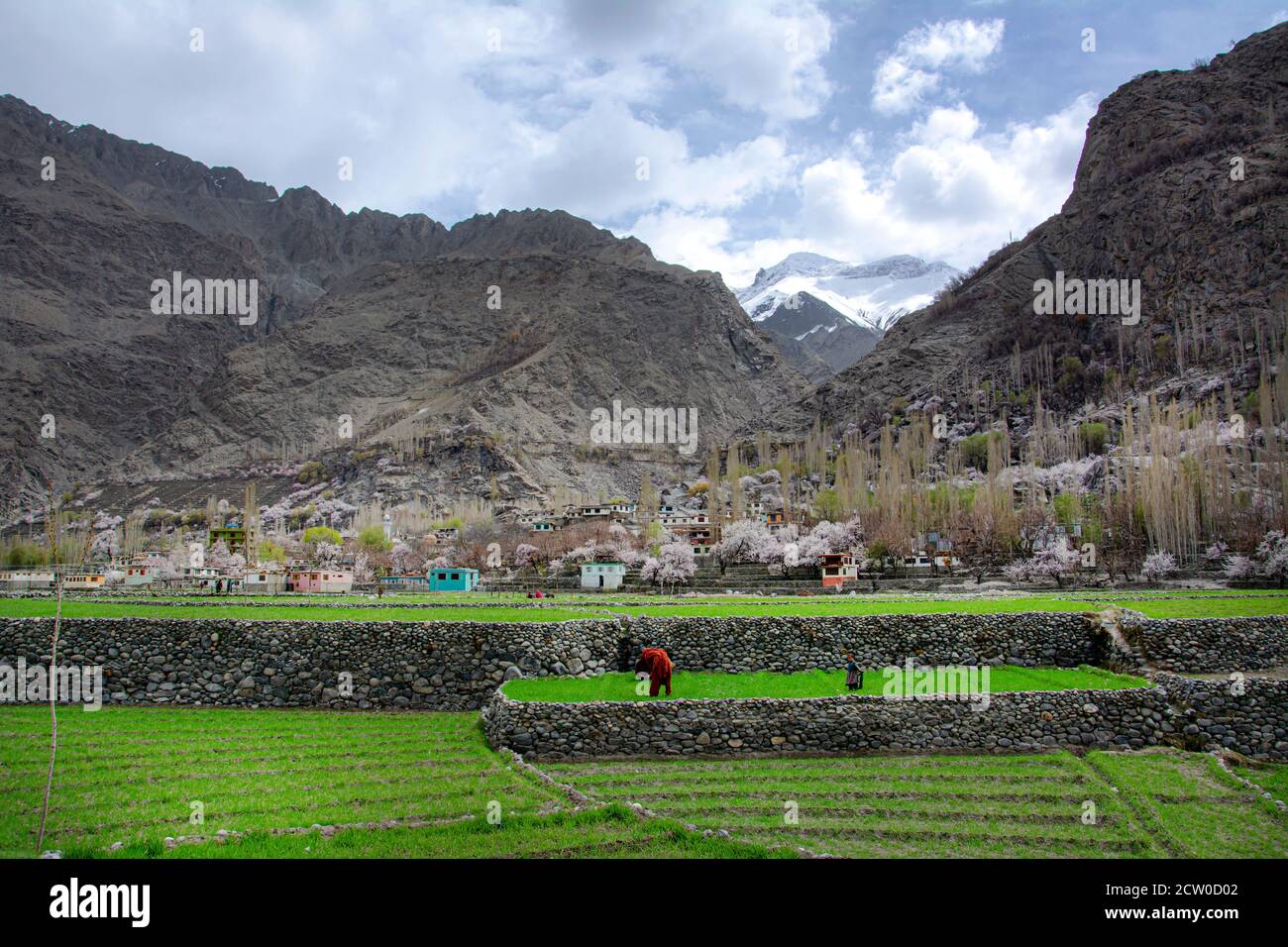 spring landscape photography of cherry blossom in northern areas of ...