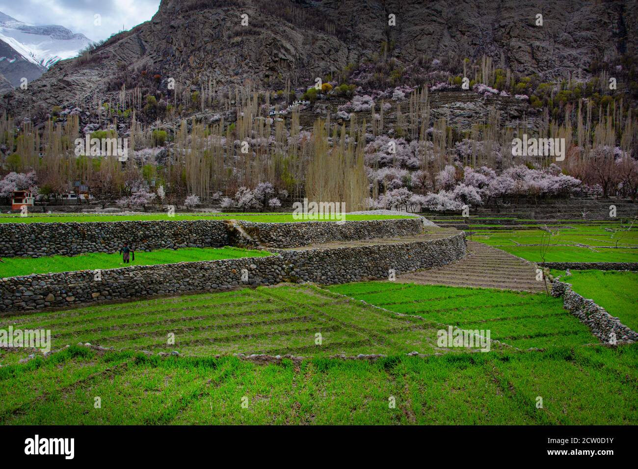 spring landscape photography of cherry blossom in northern areas of ...