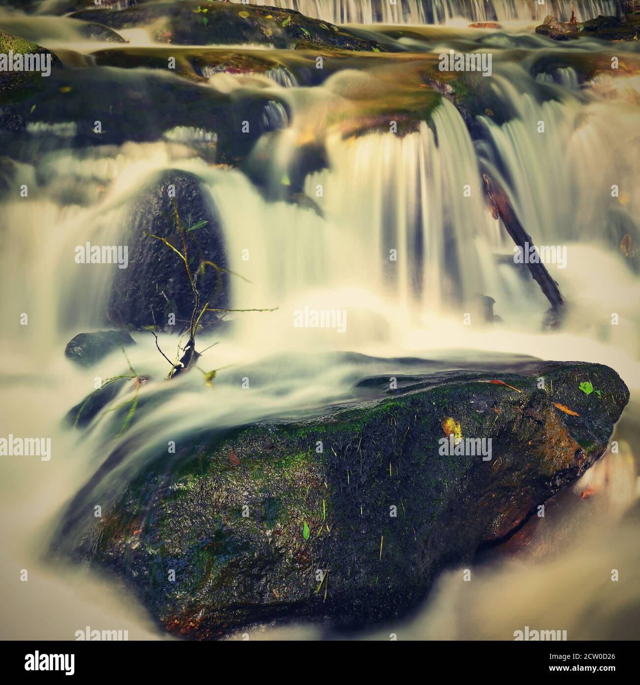 Beautiful landscape with nature and river with stones in the forest ...