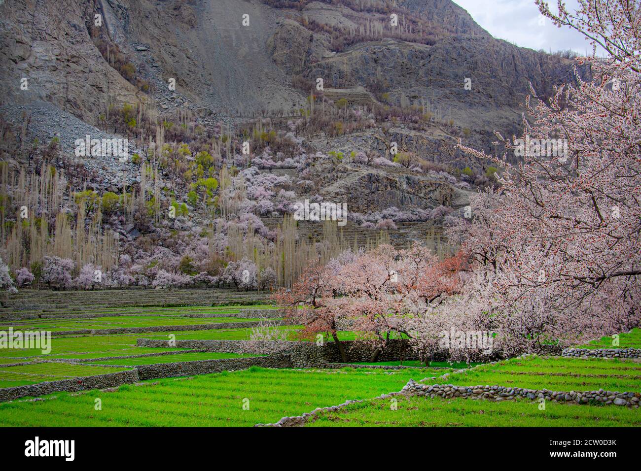 spring landscape photography of cherry blossom in northern areas of ...