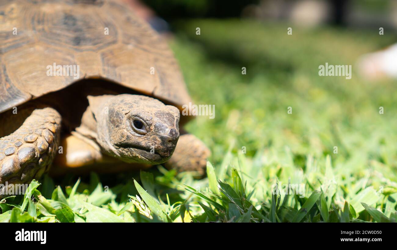 Closeup head of tortoise crawling on the green grass with copy space ...
