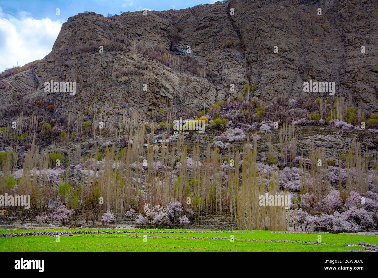 spring landscape photography of cherry blossom in northern areas of ...