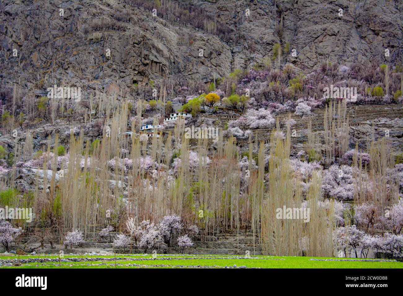 spring landscape photography of cherry blossom in northern areas of ...