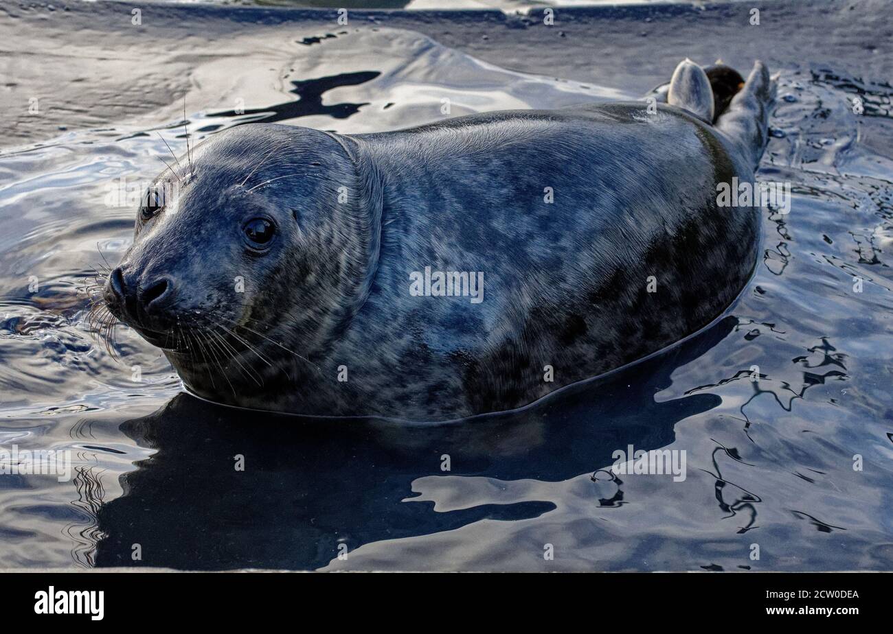 Weasel face hi-res stock photography and images - Alamy