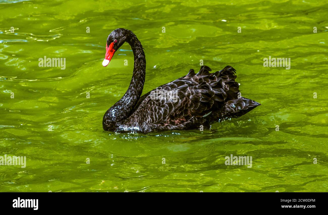 One adult long necked Black Swan with red eyes and a red beak swims on ...