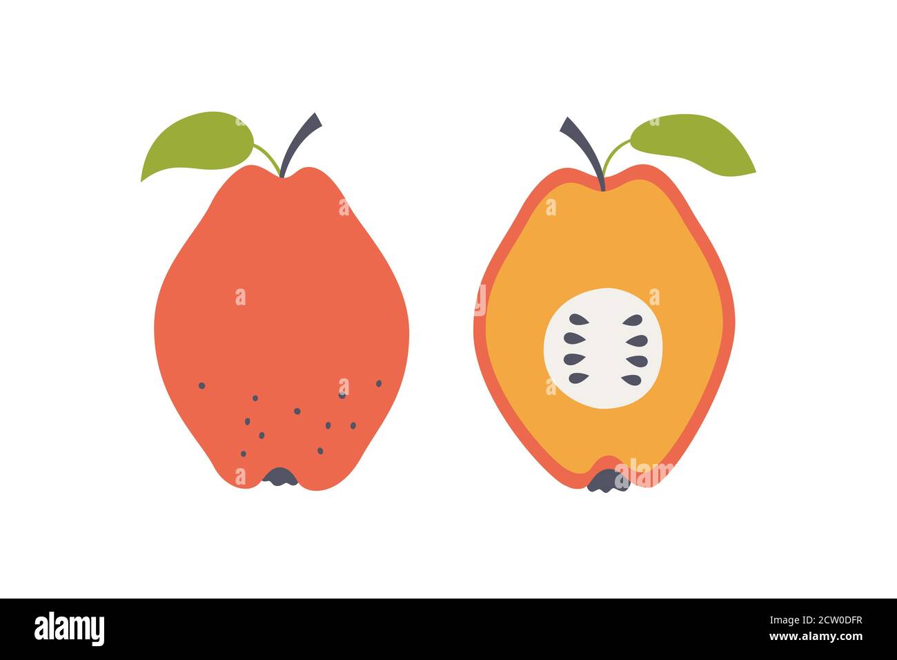 Quince apple. Hand drawn vector illustration Stock Vector Image & Art ...