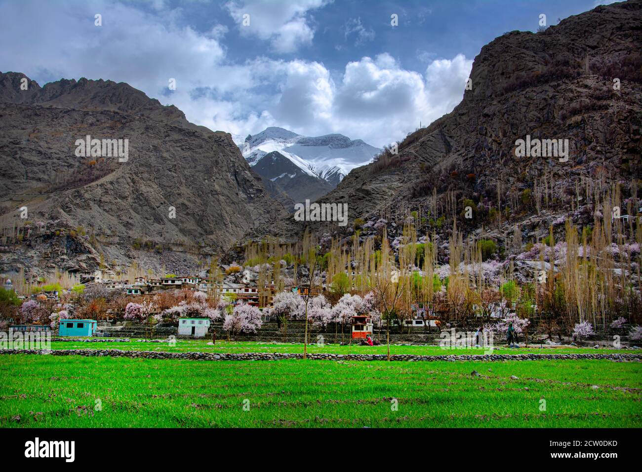 spring landscape photography of cherry blossom in northern areas of ...