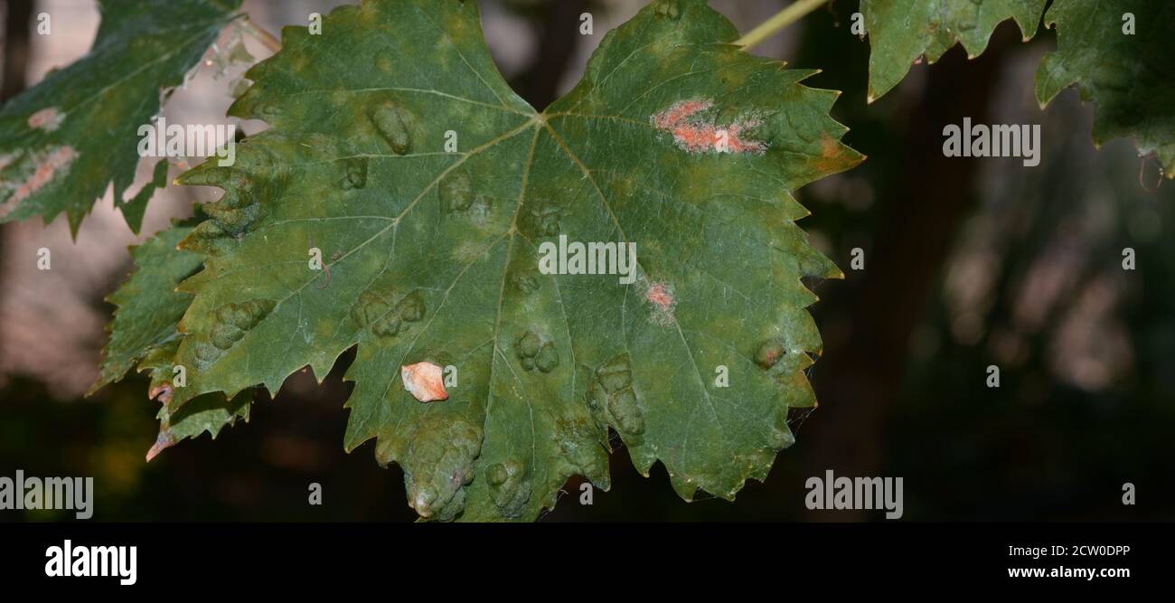 Sick grape leaf Stock Photo - Alamy