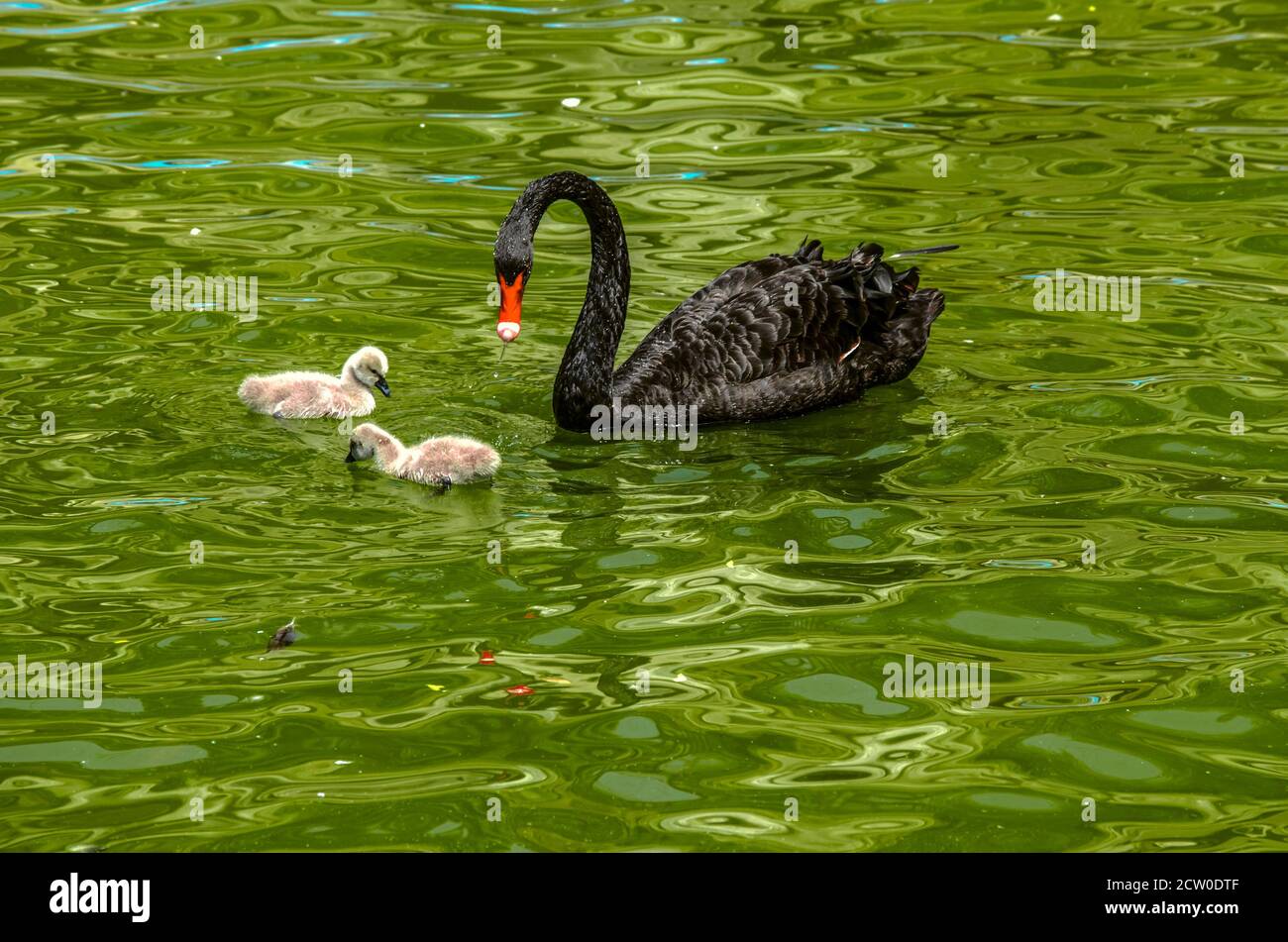 Two grey, fluffy swan chicks swim in a pond with a beautiful adult swan ...