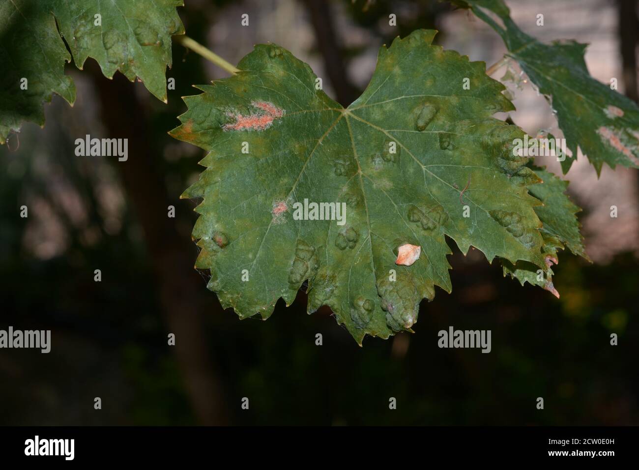 Sick grape leaf Stock Photo - Alamy