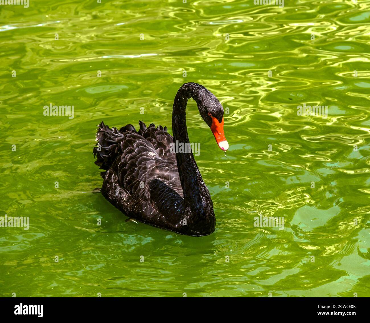 A graceful long-necked black swan with red eyes and a red beak swims ...