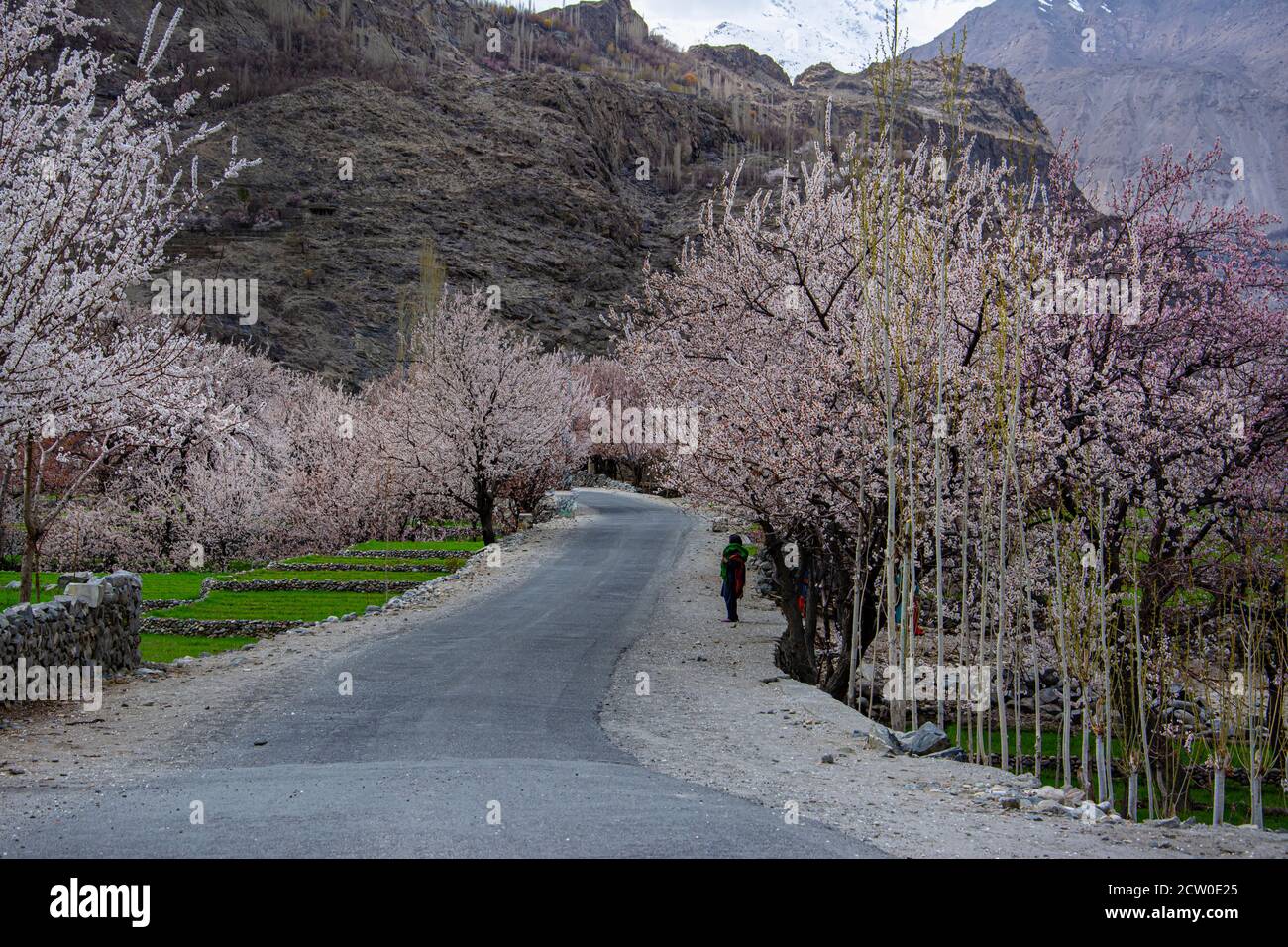 spring landscape photography of cherry blossom in northern areas of ...