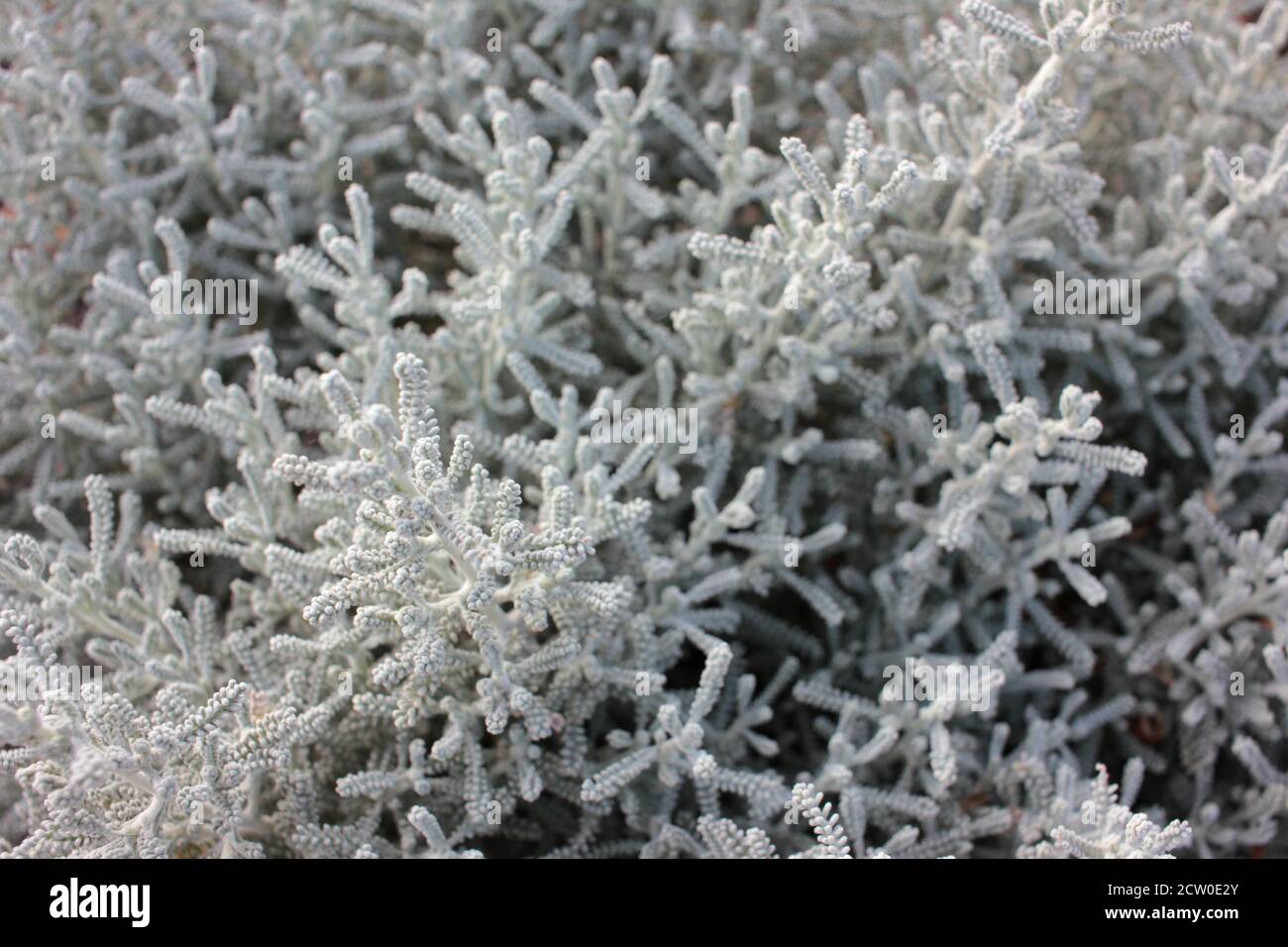Santolina chamaecyparissus or Lavender Cotton with silver-gray foliage ...