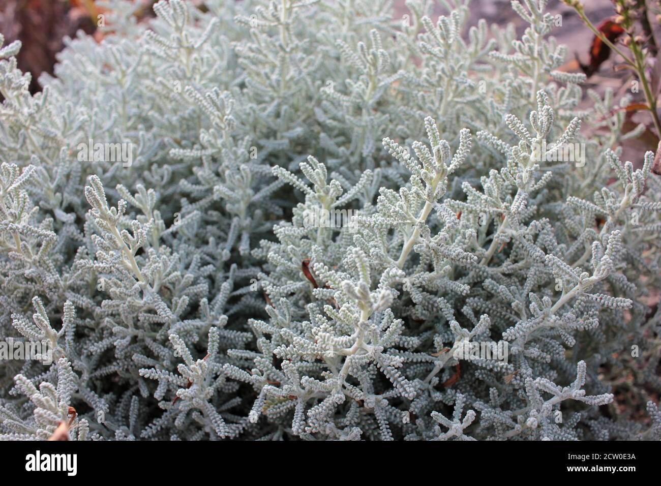 Santolina silver hi-res stock photography and images - Alamy