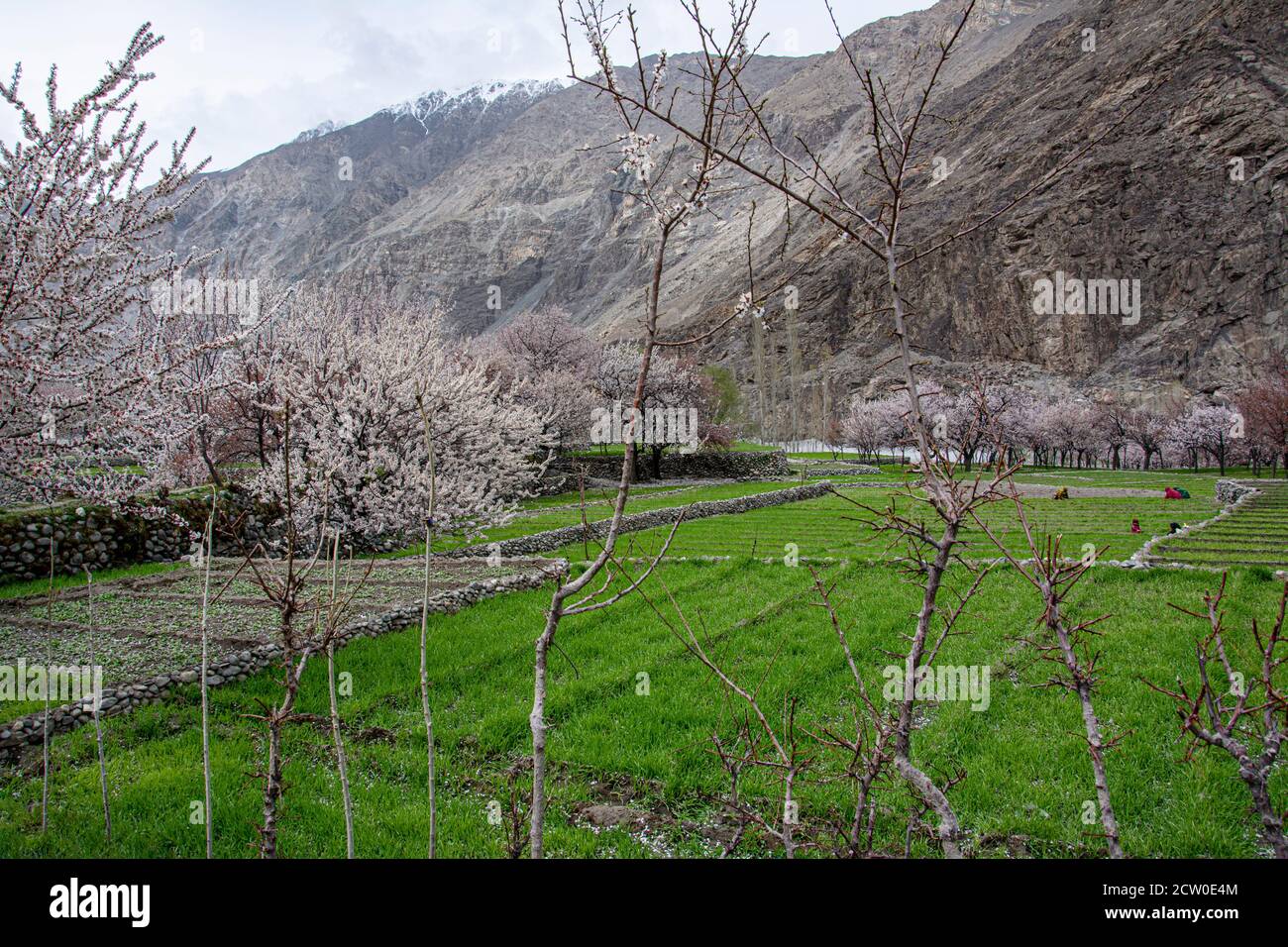 spring landscape photography of cherry blossom in northern areas of ...
