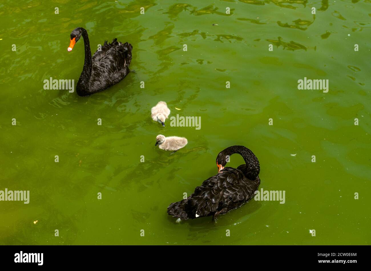 A family of dainty black swans with two grey fluffy Swan Chicks swim in ...