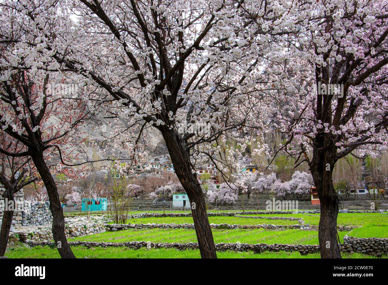 spring landscape photography of cherry blossom in northern areas of ...