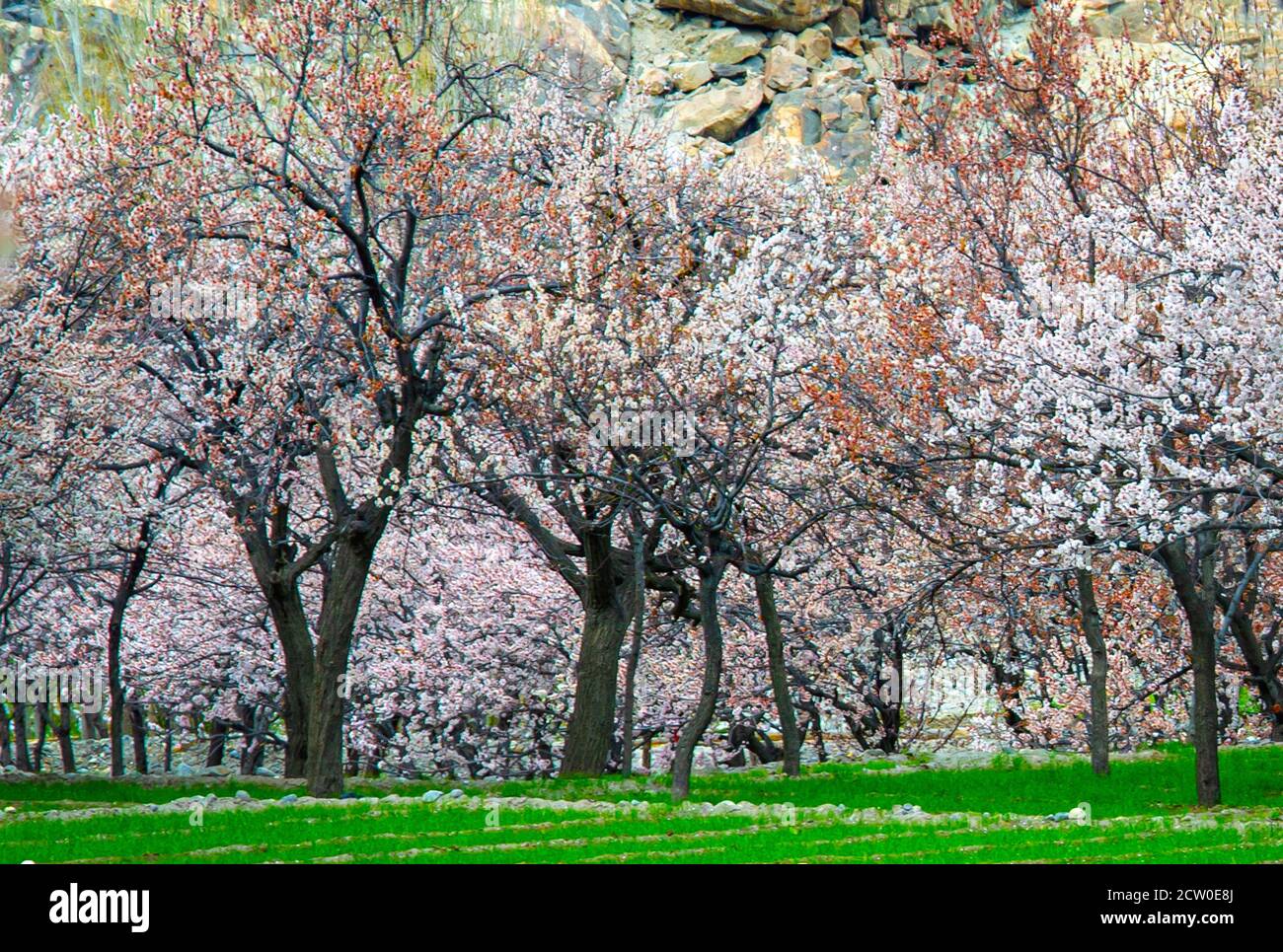 spring landscape photography of cherry blossom in northern areas of ...