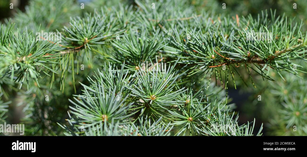 Detail of a needle-like tree Stock Photo - Alamy