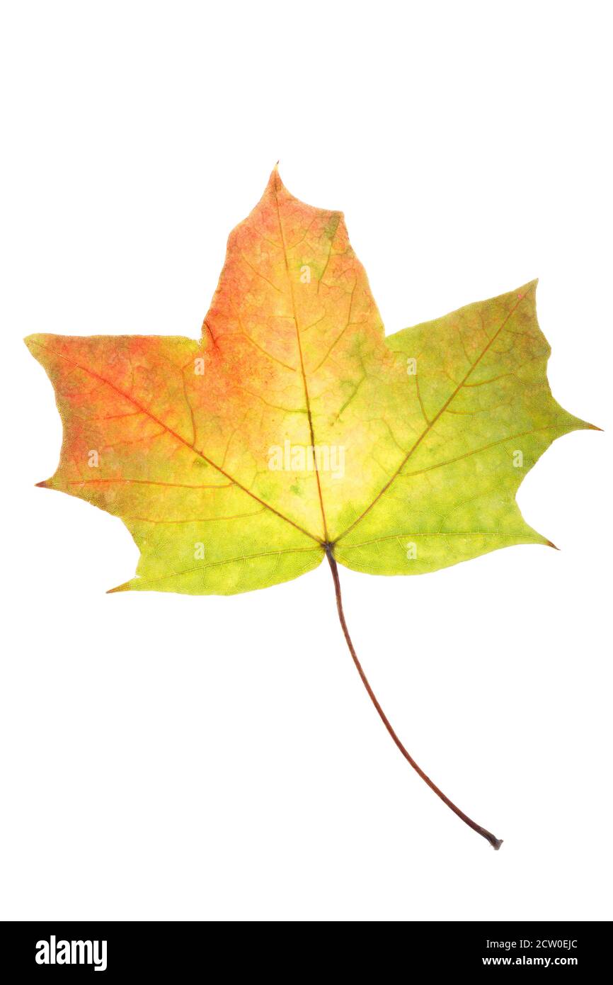 multicolored maple leaf isolated on white background Stock Photo - Alamy